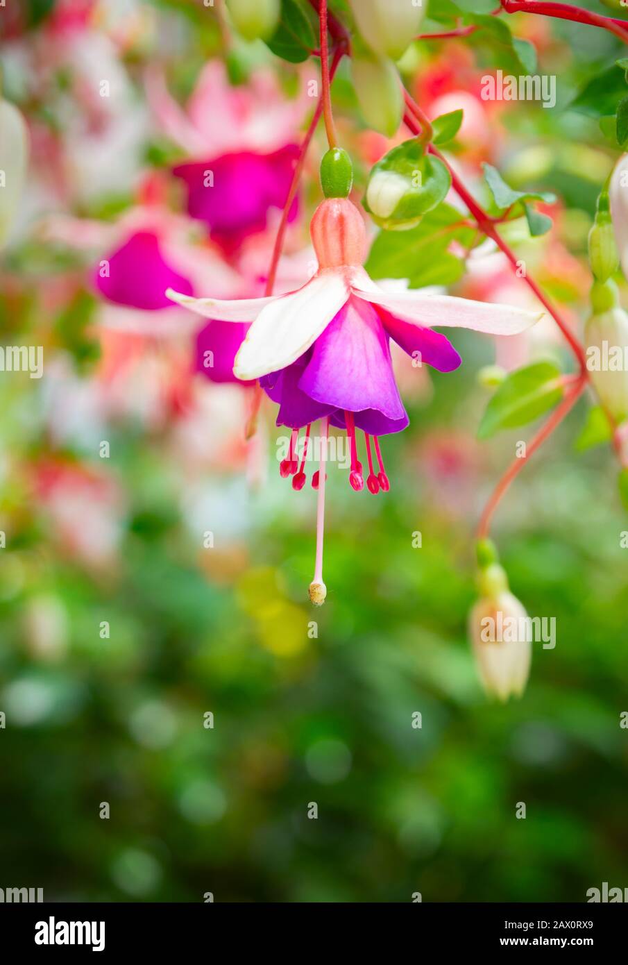 Beautiful fuchsia flowers hanging from the stem, forming a decorative ...