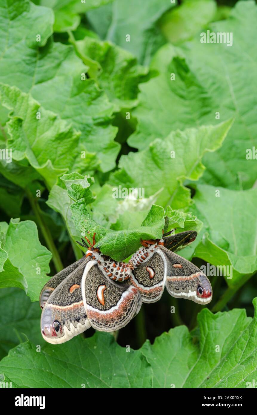 Cecropia Moths mating on a Greater Burdock. Reed Run Nature Preserve ...