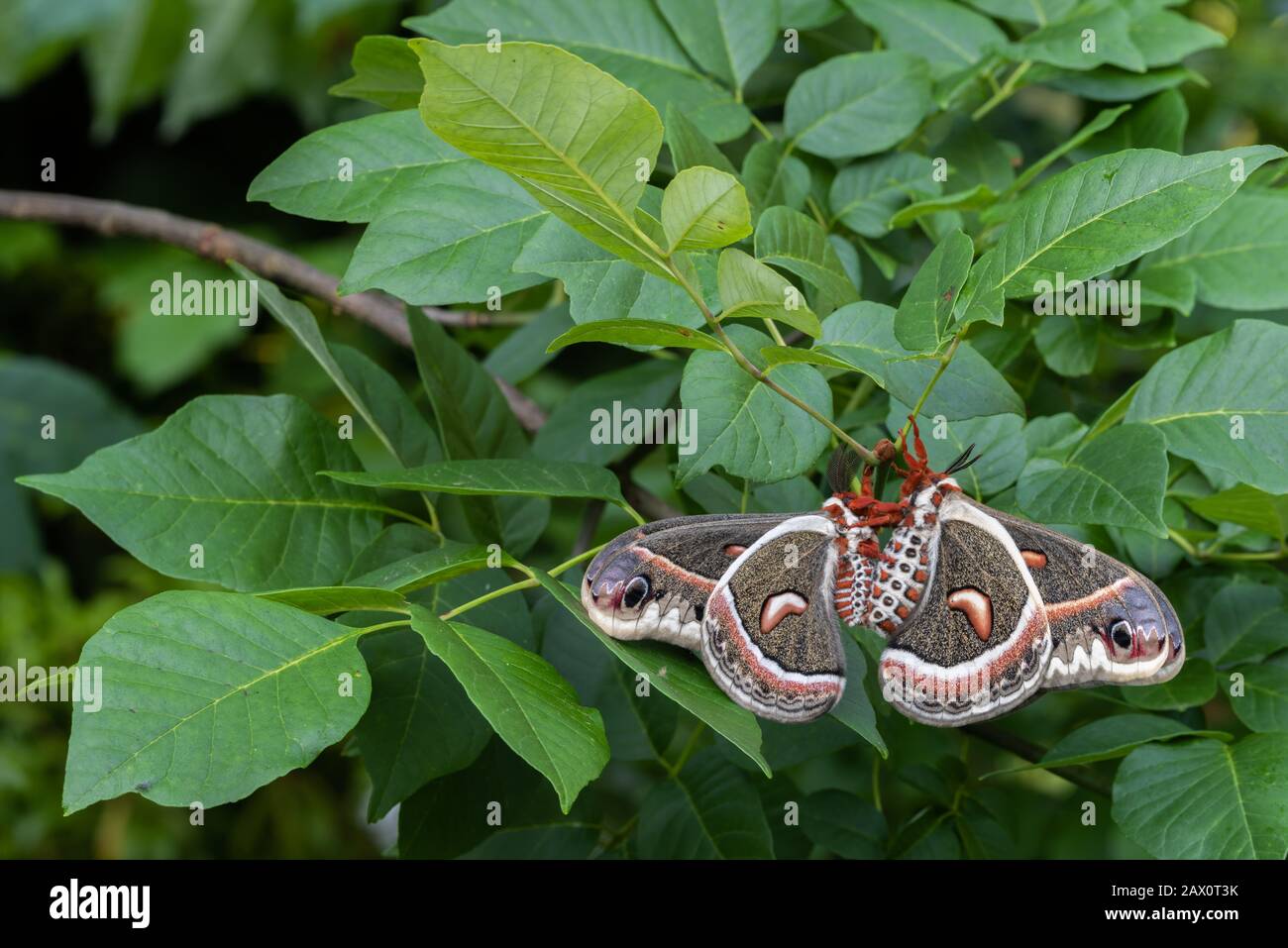 Cecropia Moths mating on a White Ash tree. Texter Mountain Preserve ...