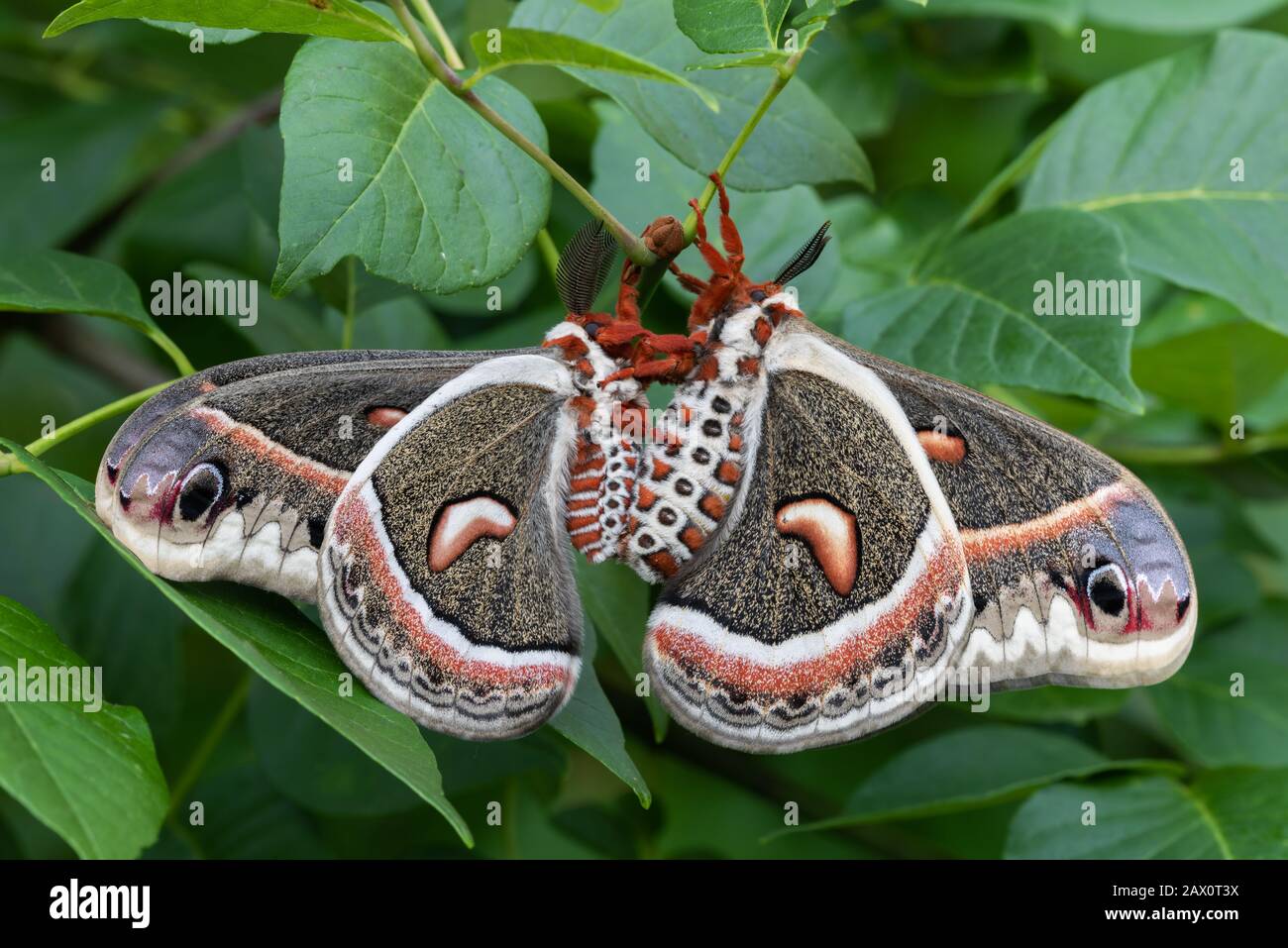 Cecropia Moths mating on a White Ash tree. Texter Mountain Preserve ...