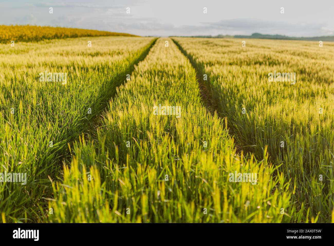 Agricultural Growth -Various Fields - Agriculture Farming Field Stock ...