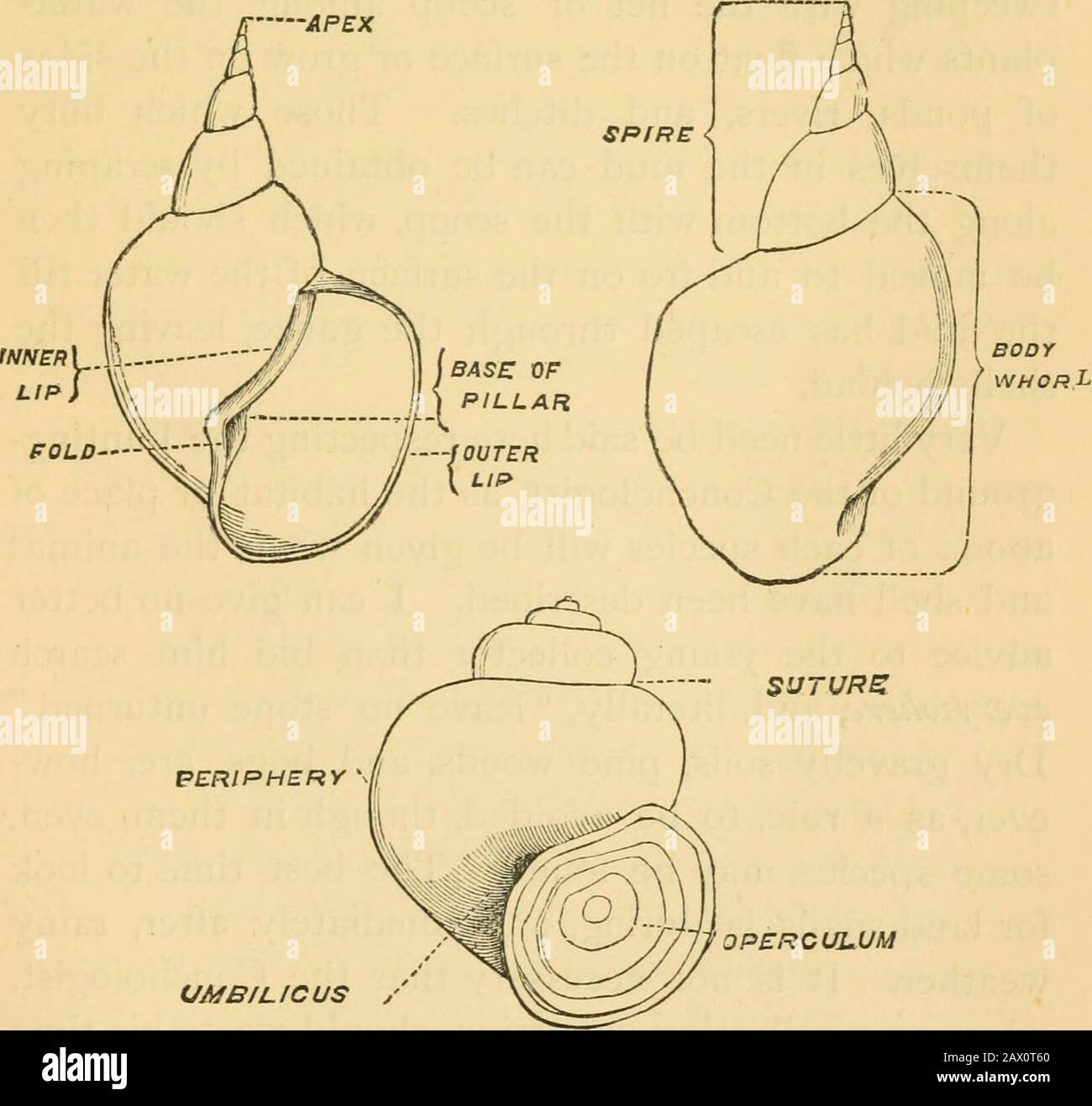 The land and freshwater shells of the British Isles : with ...