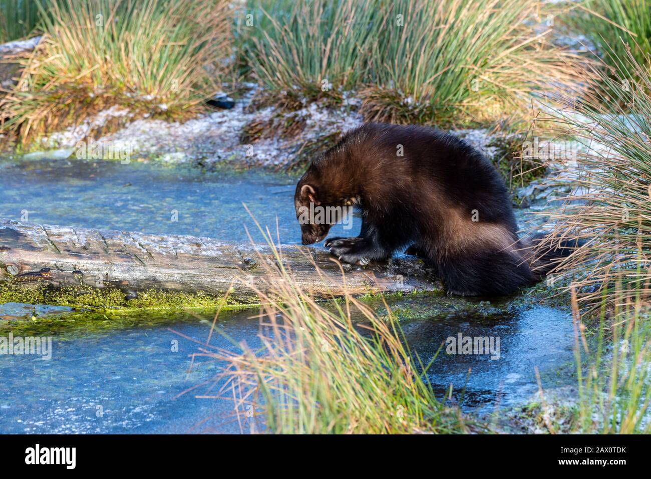 Skunk bear hi-res stock photography and images - Alamy