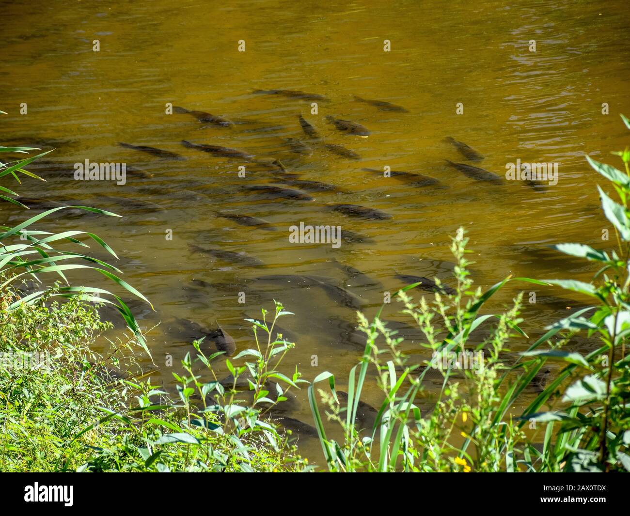 river landscape, shores overgrown with bushes, blurred fish outlines in ...