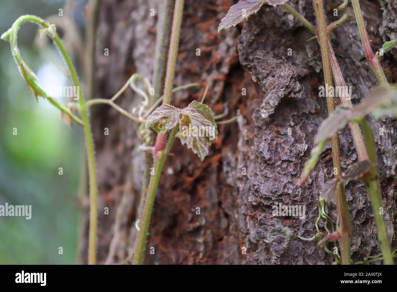 Little plant over tree Stock Photo - Alamy