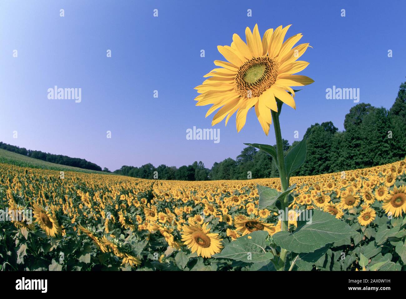 Blooming Sunflower stands above the crowd of other sunflowers. Maryland ...