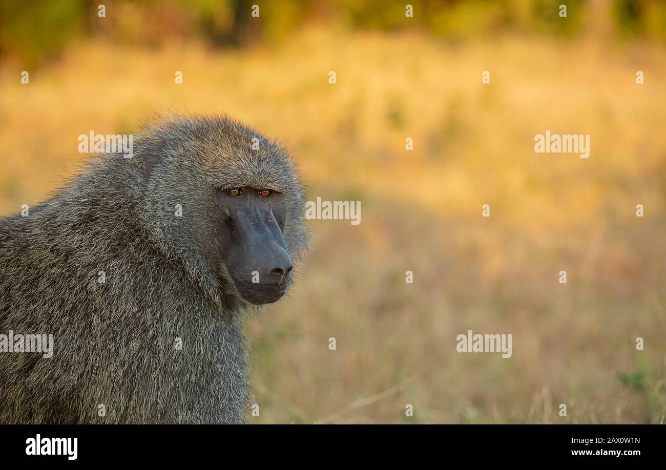 Baboon pack hi-res stock photography and images - Alamy