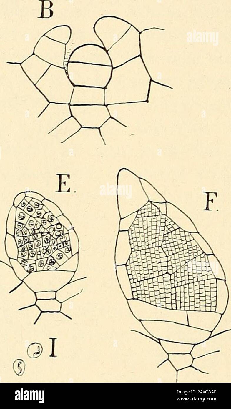The structure & development of the mosses and ferns (Archegoniatae ...