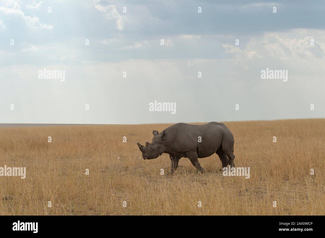Rare rhino kenya black rhino hi-res stock photography and images - Alamy