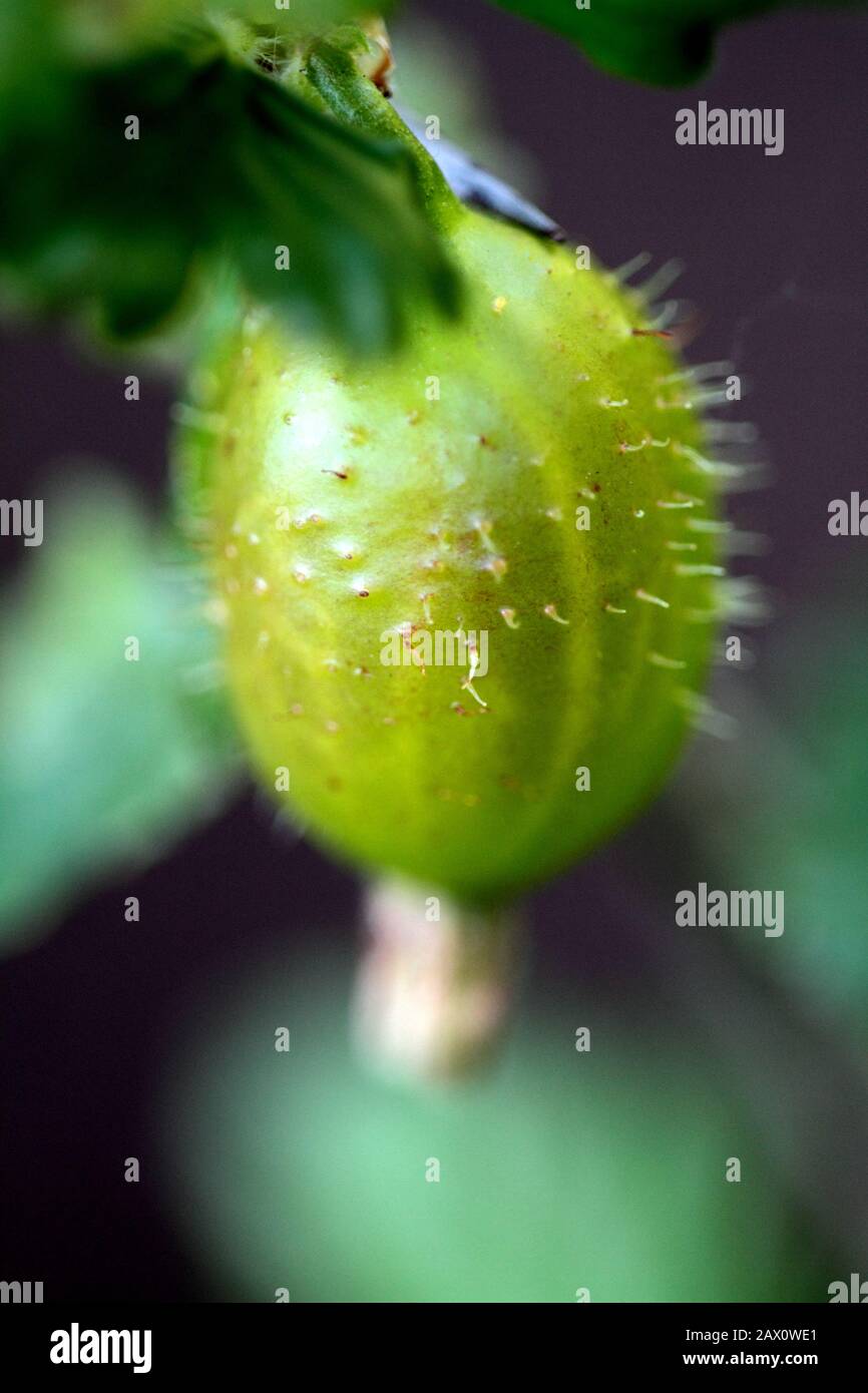 Fruit cage garden hi-res stock photography and images - Alamy
