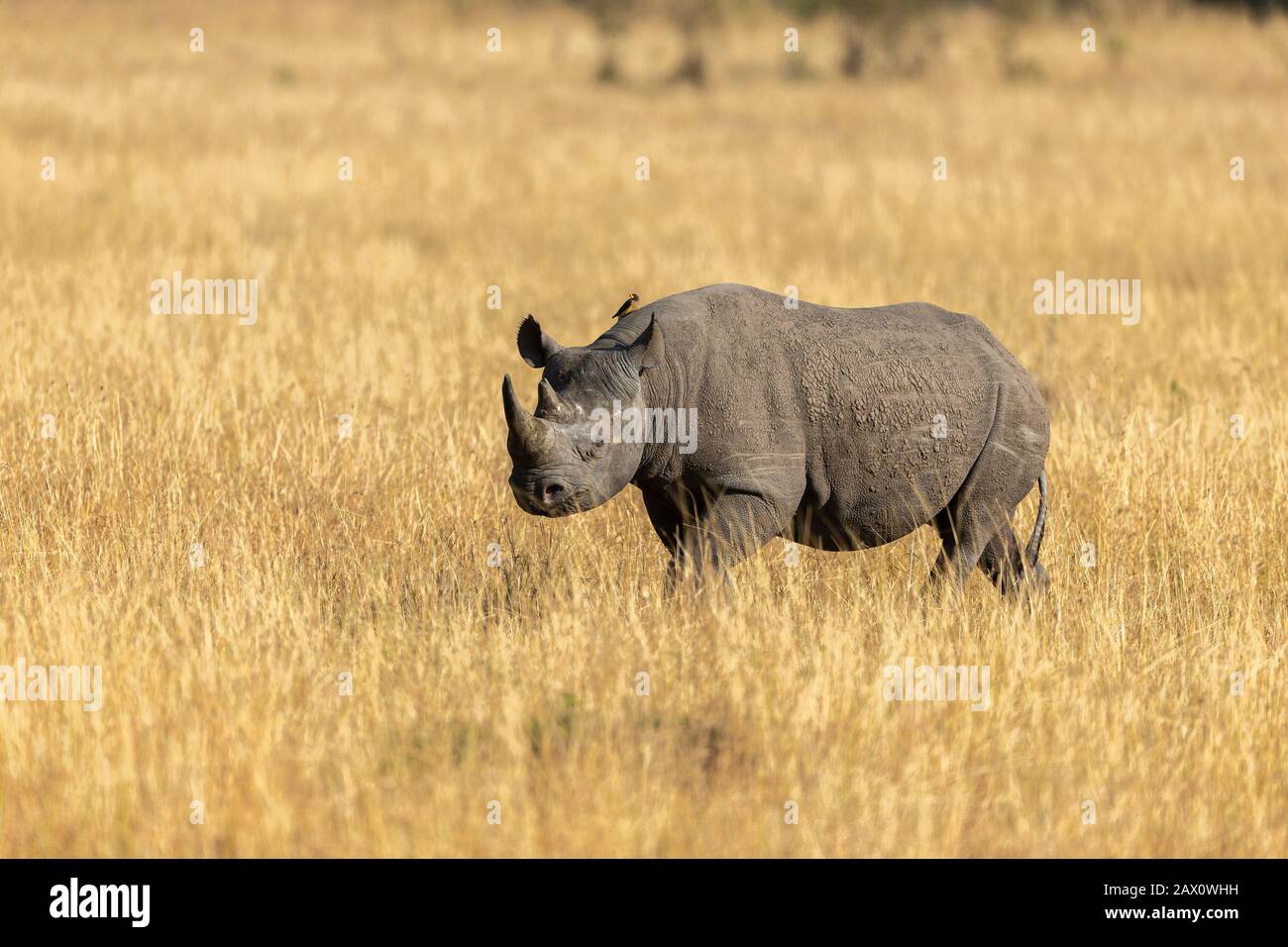 Black Rhino walking in a dry grassland at Masai Mara, Kenya, Africa ...