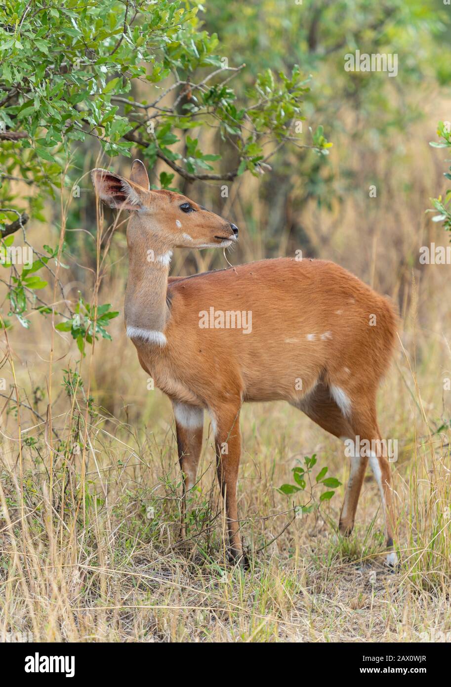 Female Bushbuck seen at Masai Mara, Kenya, Africa Stock Photo - Alamy