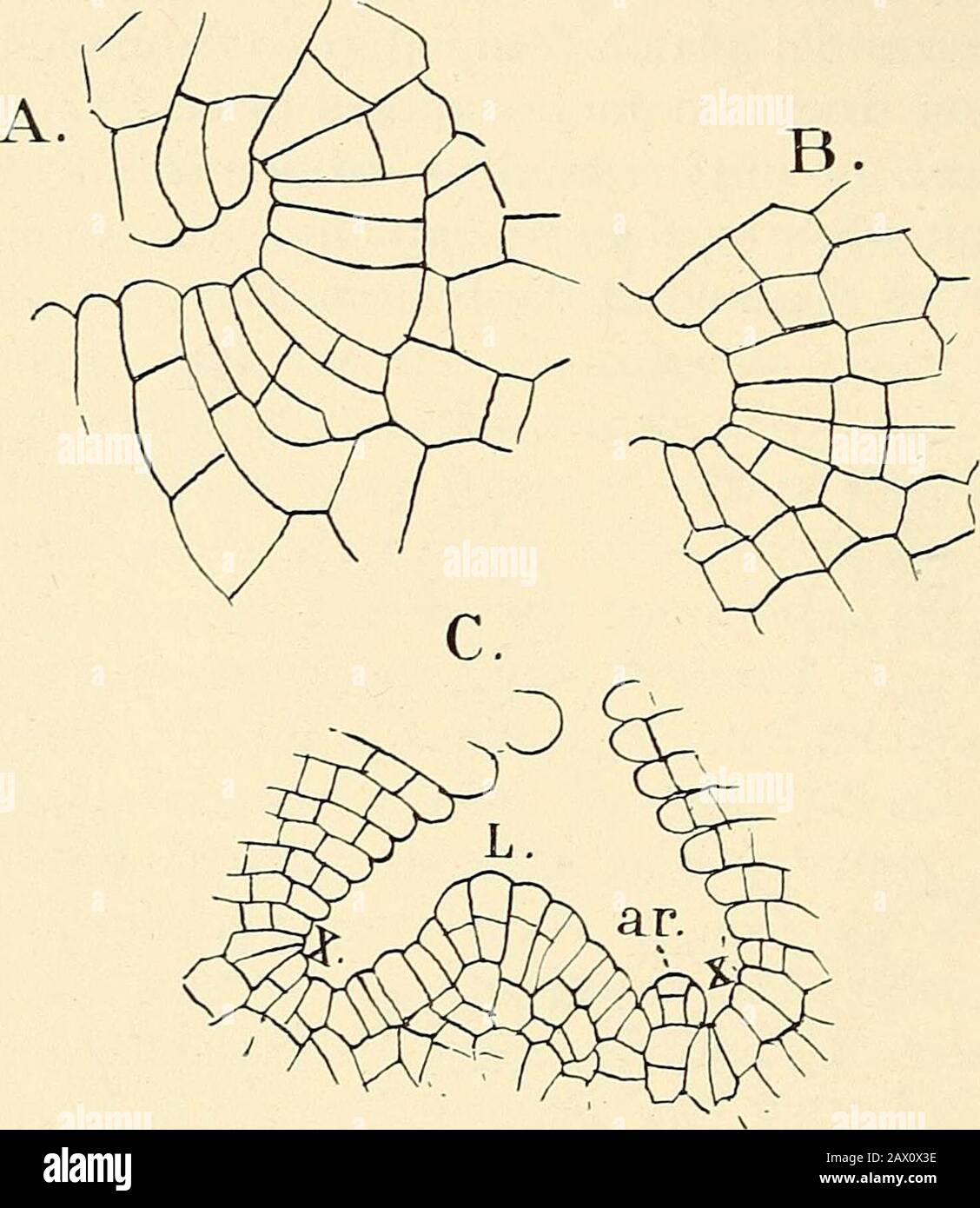 The structure & development of the mosses and ferns (Archegoniatae ...
