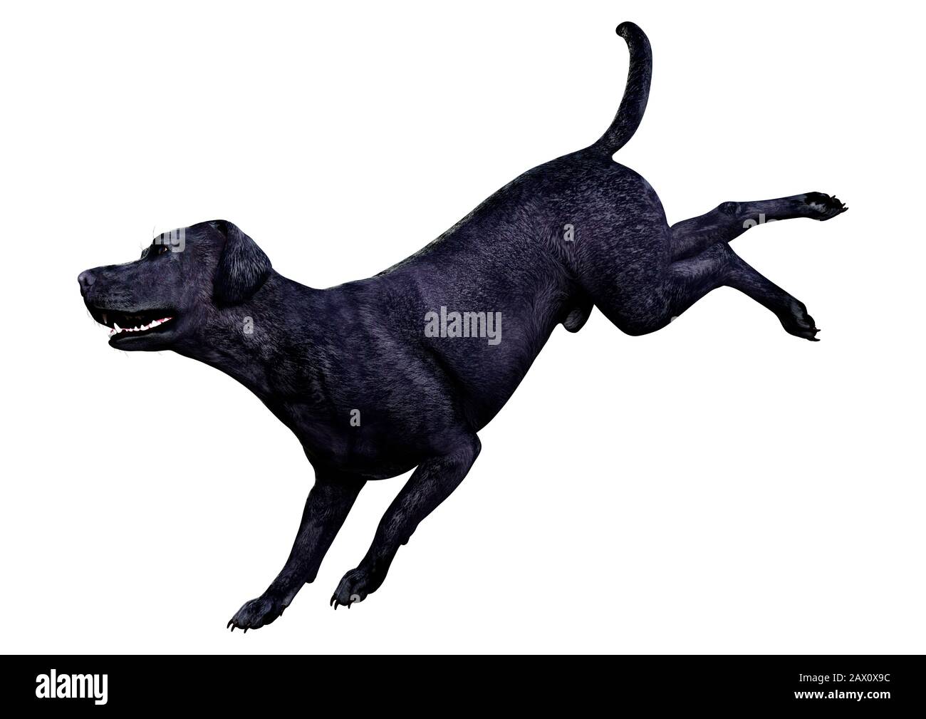 3D rendering of a black labrador dog isolated on white background Stock ...