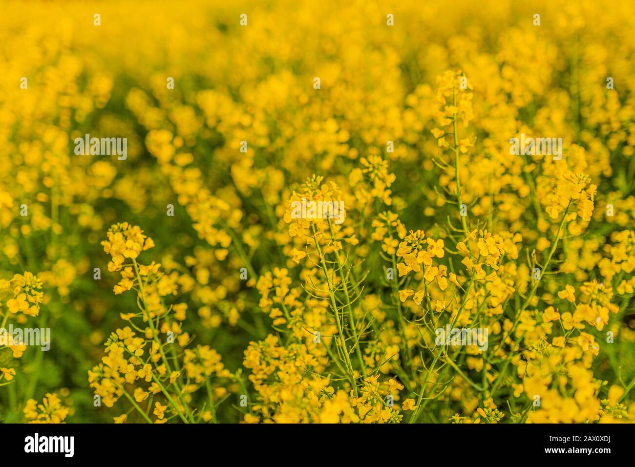 Oilseed Rape Field Biofuel Production Stock Photo - Alamy