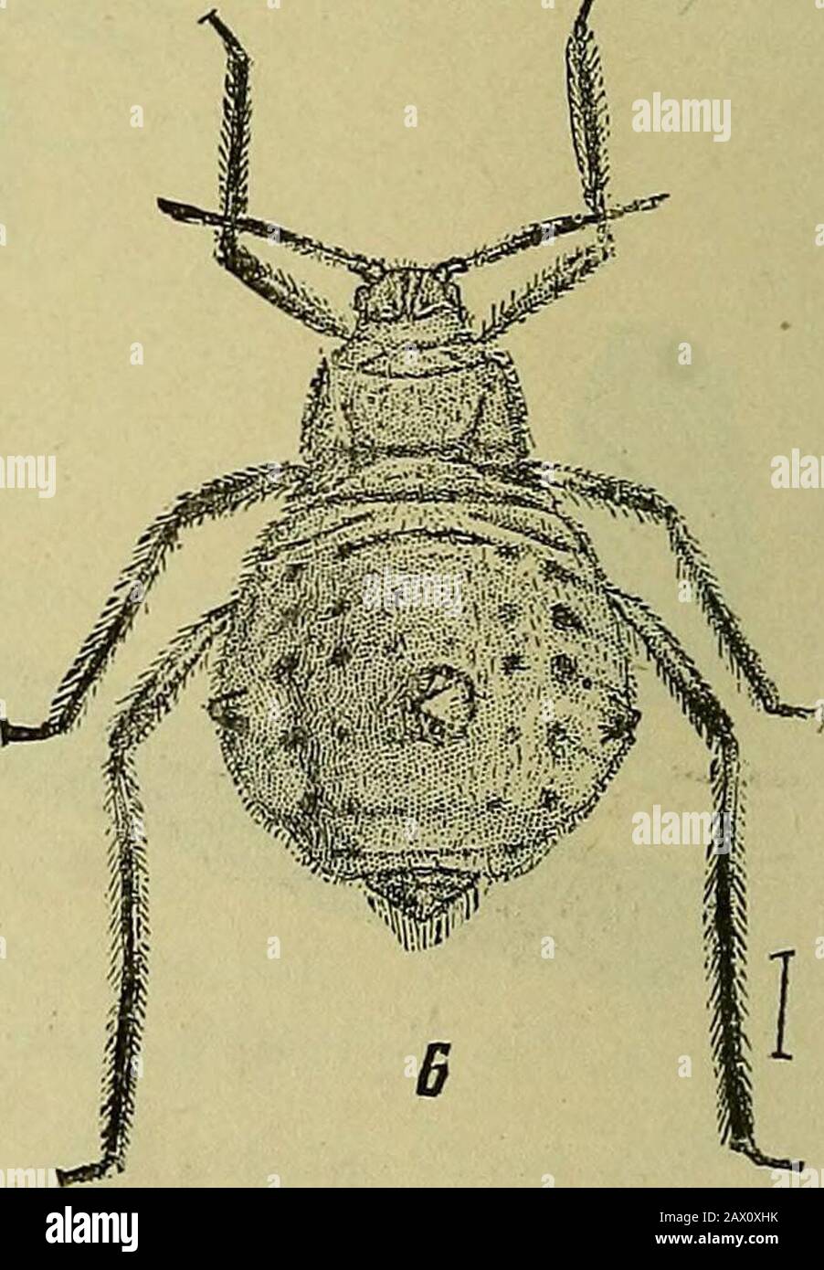 Insects and insecticidesA practical manual concerning noxious insects ...