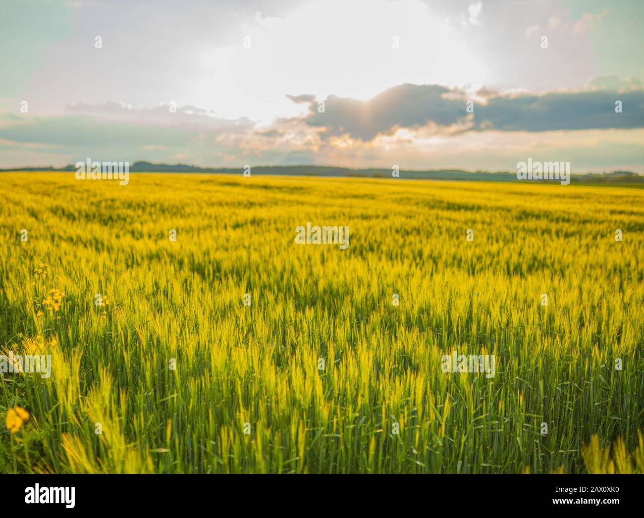 Agricultural Growth -Various Fields - Agriculture Farming Field Stock ...