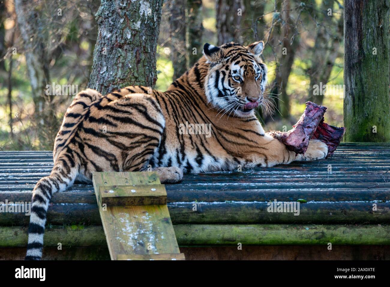 Female Amur tiger (panthera tigris altaica) originally known as ...