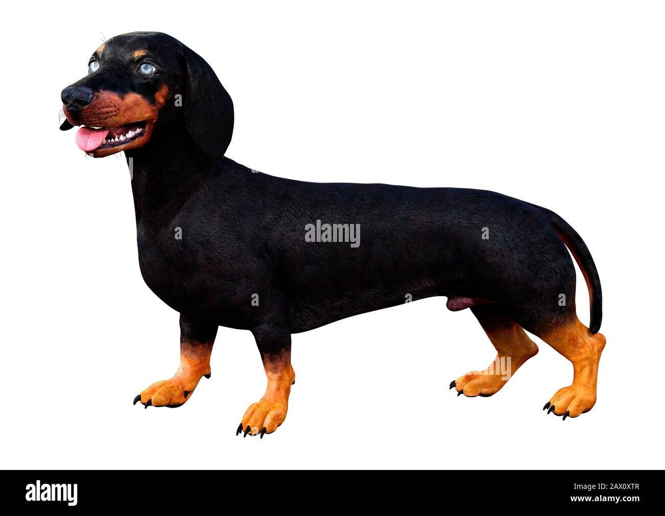3D rendering of a dachshund or badger dog or sausage dog isolated on ...