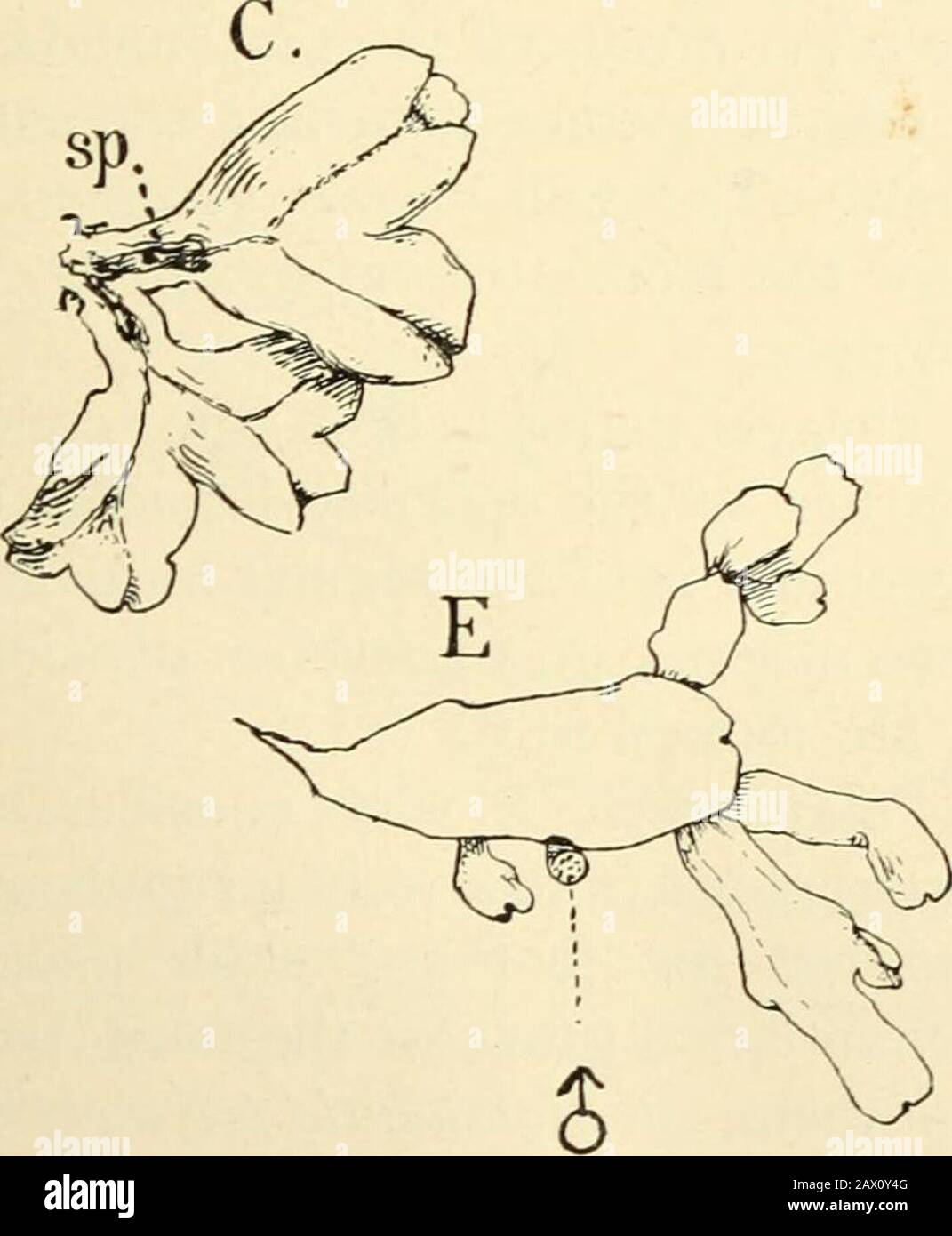 The structure & development of the mosses and ferns (Archegoniatae ...