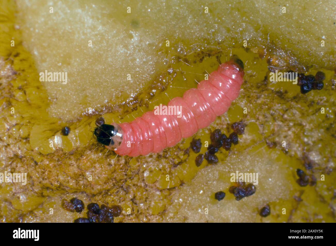 Plum fruit moth, Grapholita funebrana, caterpillar feeding on flesh of ...