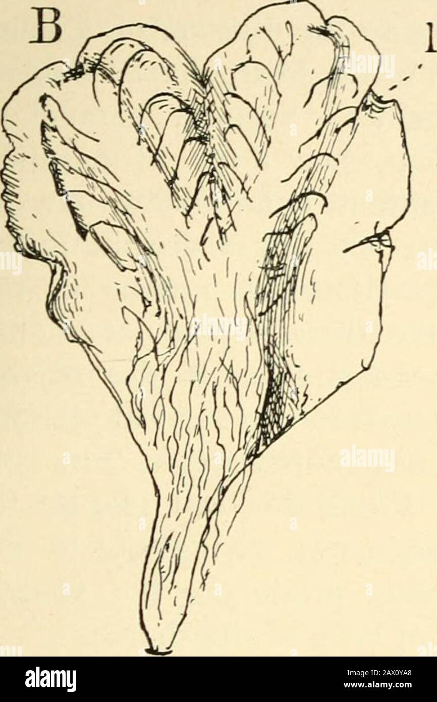 Orbicular structure hi-res stock photography and images - Alamy