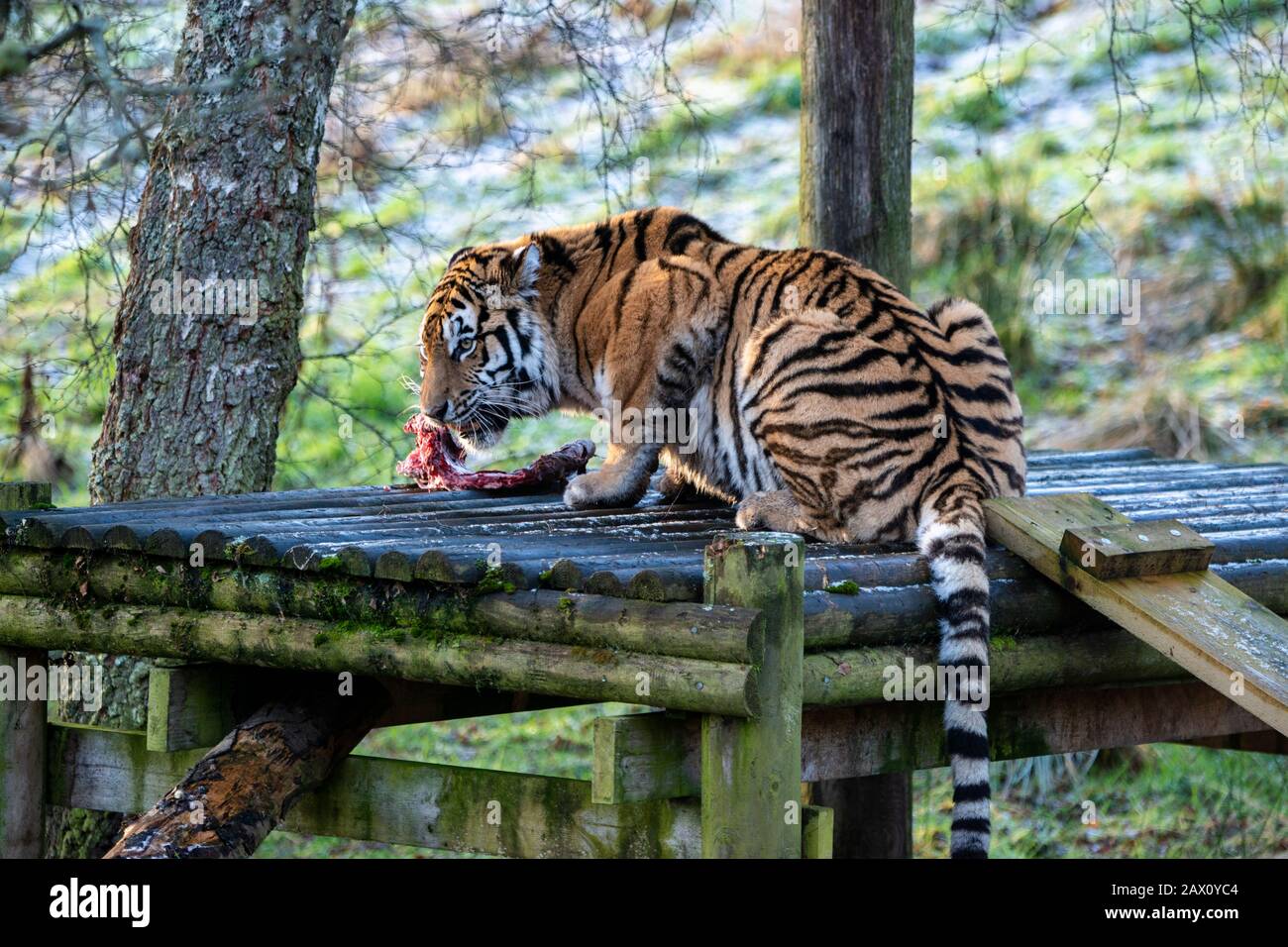 Female Amur tiger (panthera tigris altaica) originally known as ...