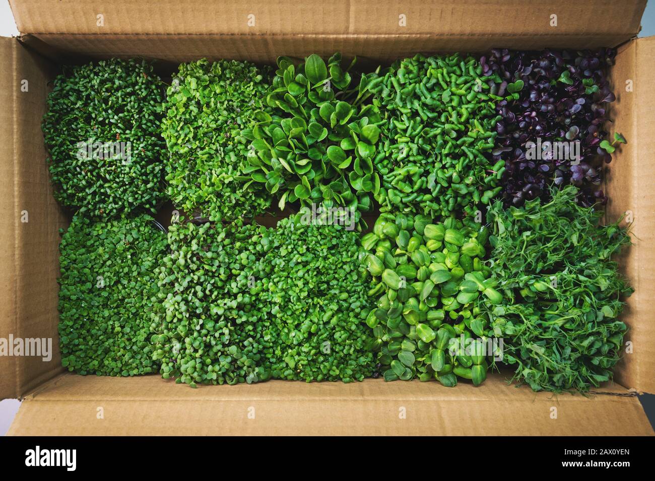 Box microgreens hi-res stock photography and images - Alamy