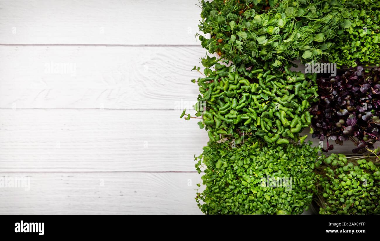 Microgreens background hi-res stock photography and images - Alamy