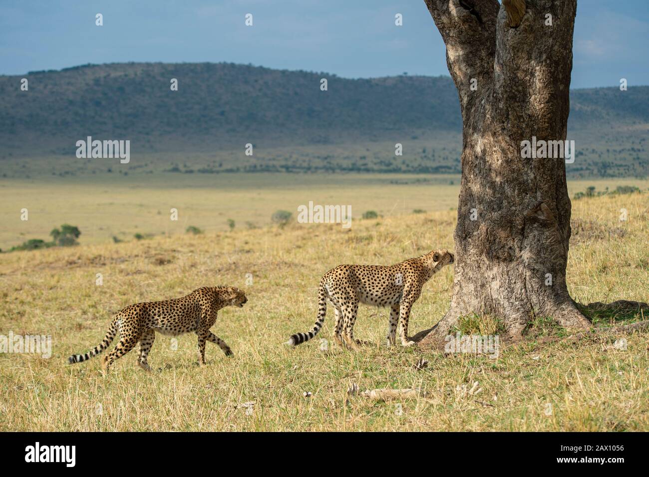 Two cheetahs approaching a big tree at Masai Mara, Kenya, Africa Stock ...