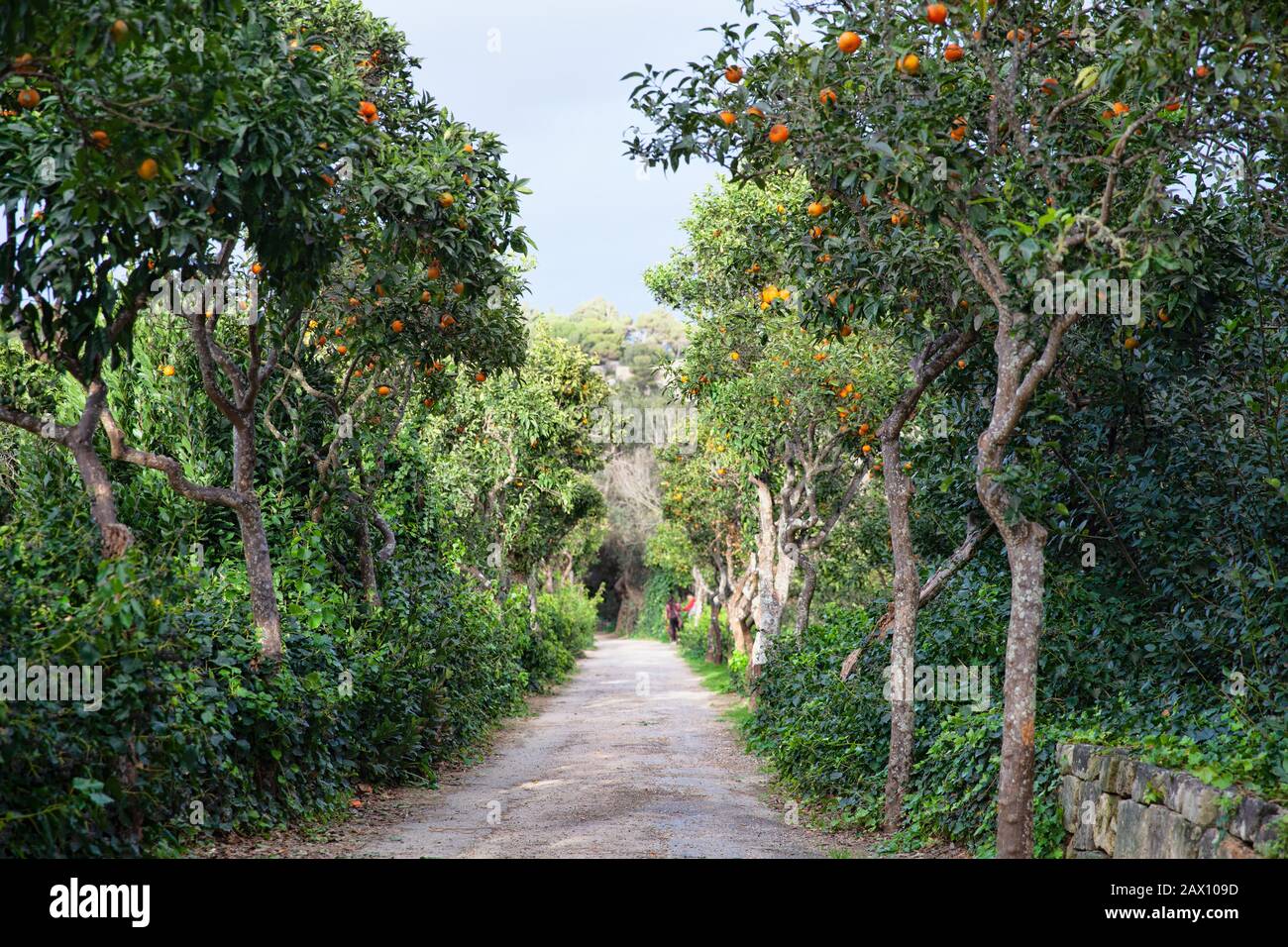 Orange trees in Buskett Gardens, Malta Stock Photo - Alamy