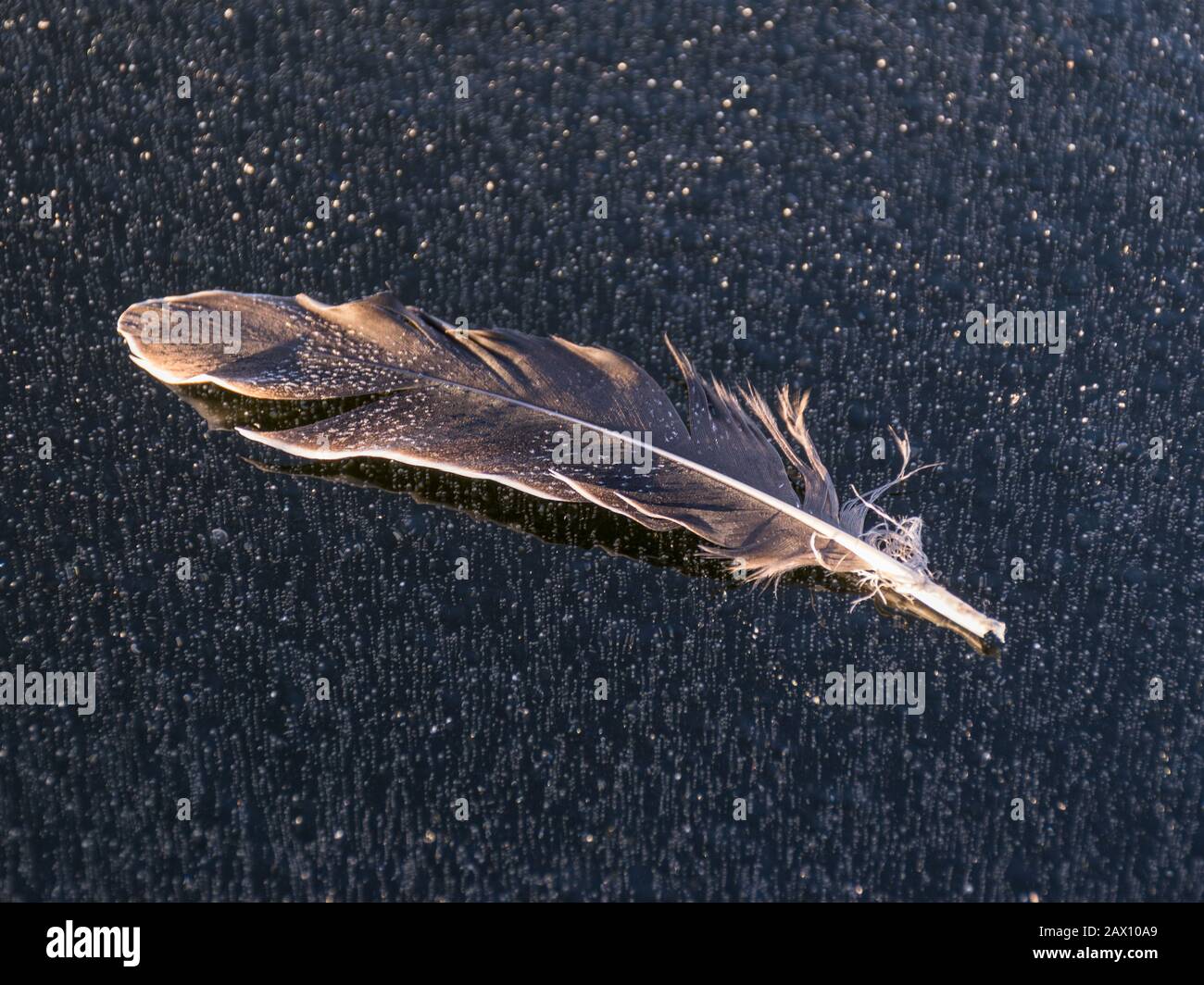 gray bird feather on a blurred ice background Stock Photo - Alamy