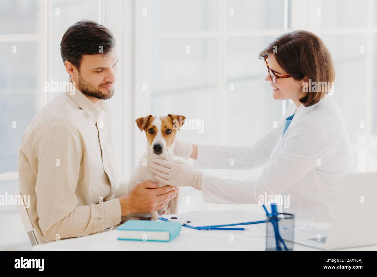 Veterinary concept. Cute jack russel terrier poses at vet office, being ...