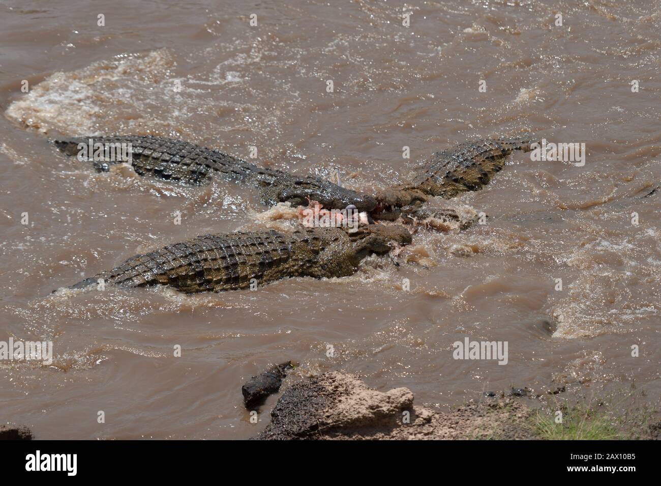 Male nile crocodiles fighting hi-res stock photography and images - Alamy