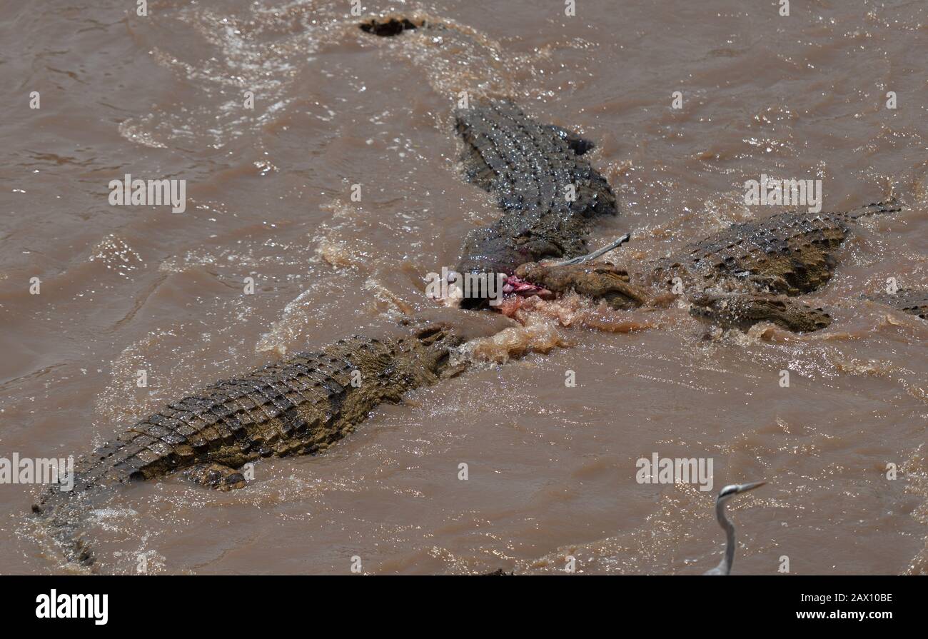 Three Nile crocodiles feeding on a wildebeest Kill in Mara River at ...