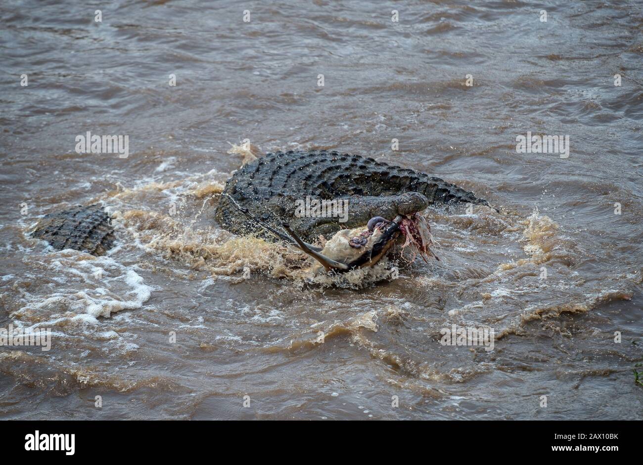 Nile crocodiles feeding on a wildebeest Kill in Mara River at Masai ...