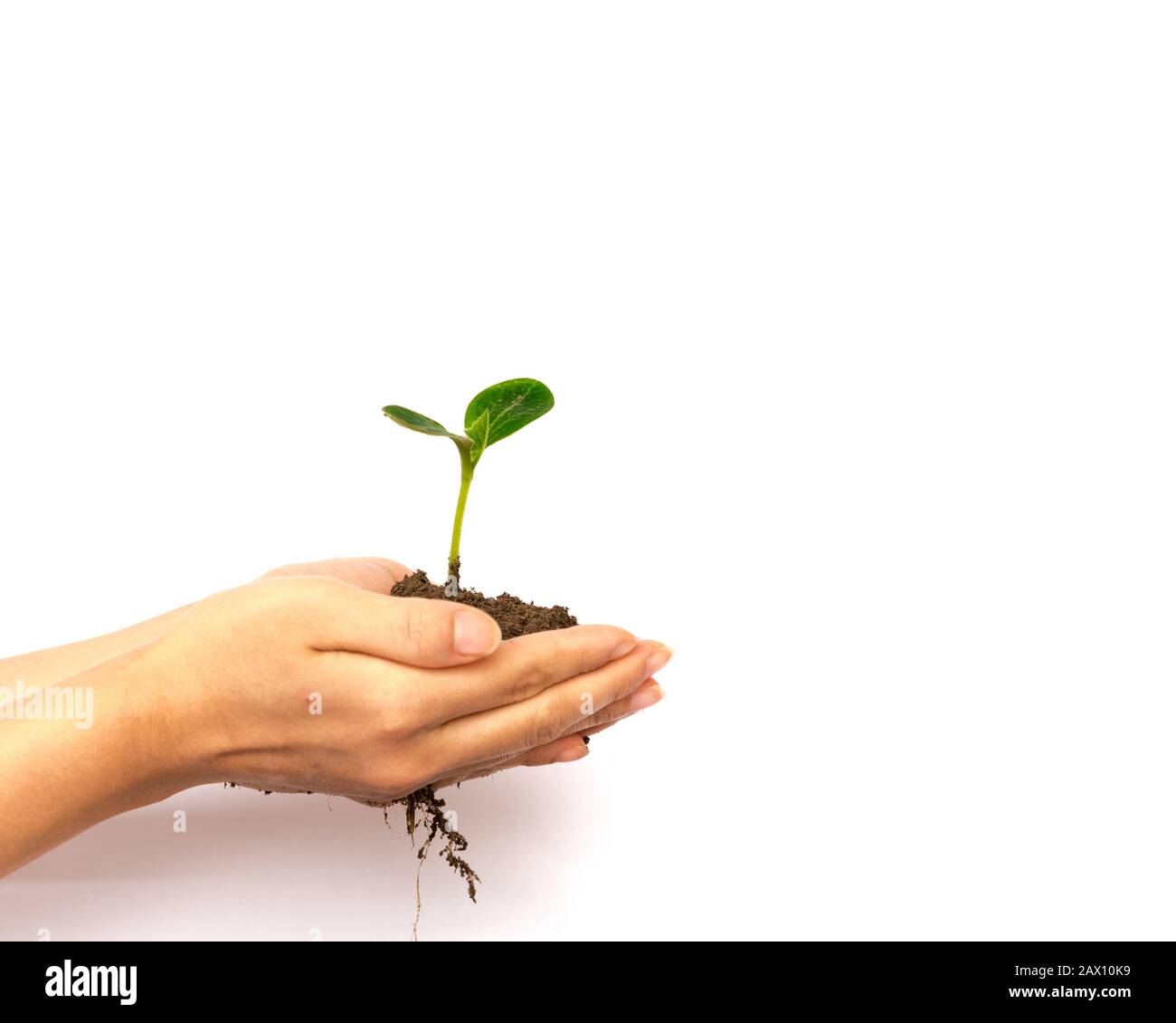 Young plant seedling with healthy root system hold in hands isolated on ...