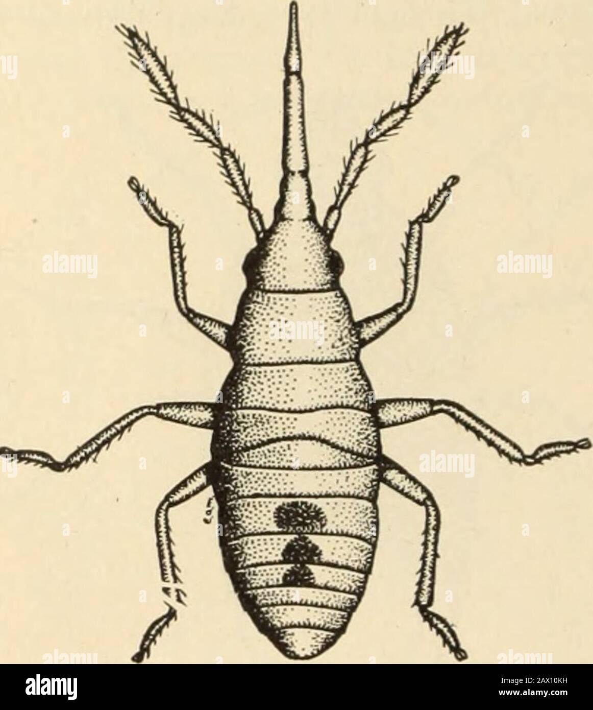 Thrips cotton hi-res stock photography and images - Alamy