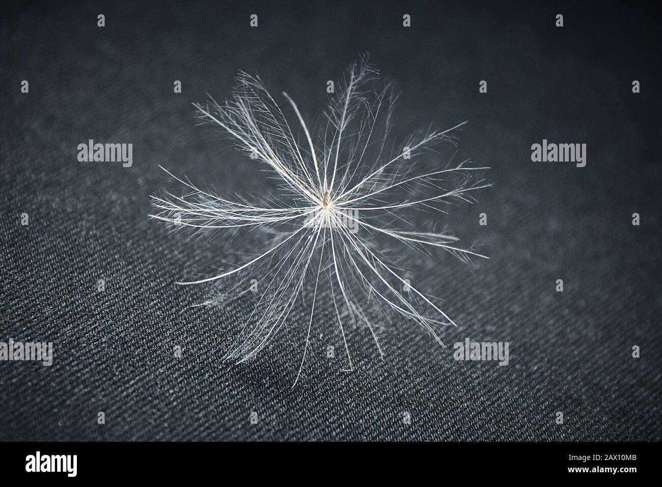 fluff in the car the source of allergies-a symbol of the arrived letter ...