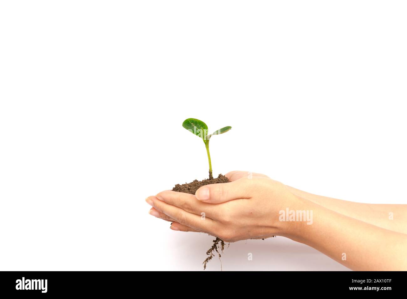 Young plant seedling with healthy root system hold in hands isolated on ...