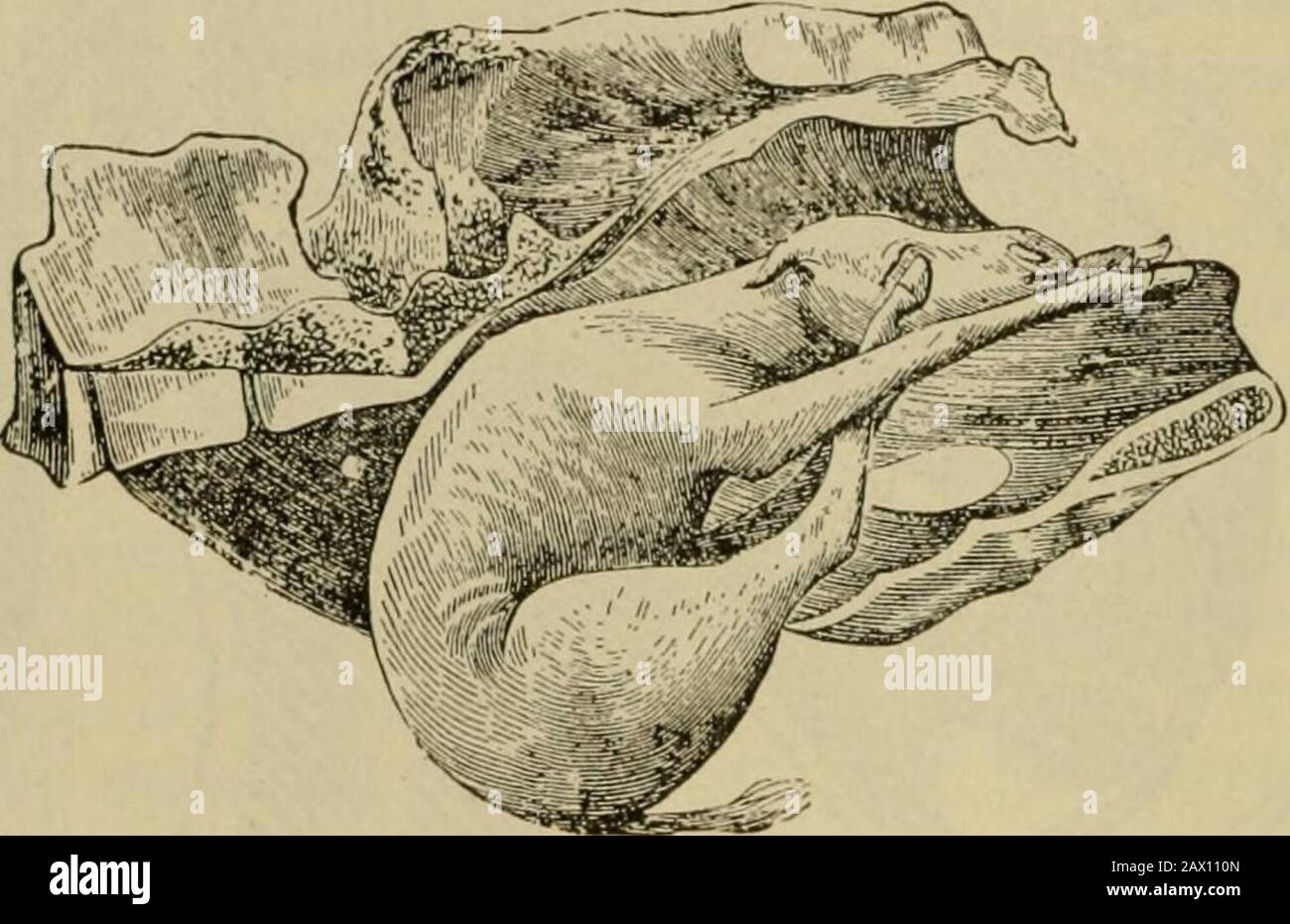 Actual cattle hi-res stock photography and images - Alamy