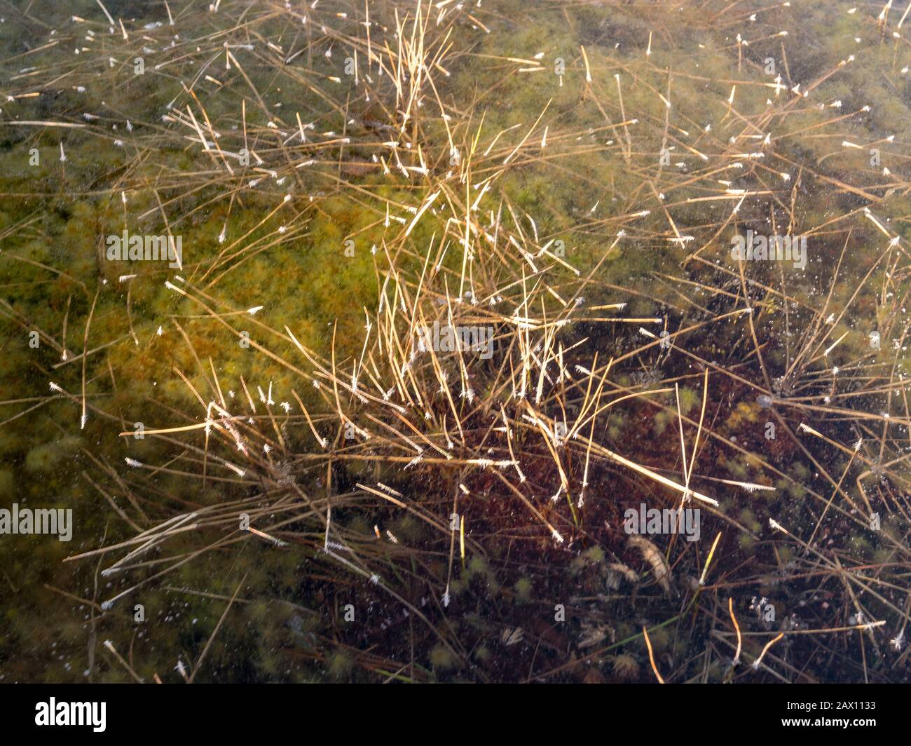 abstract dry frosted grass texture Stock Photo - Alamy