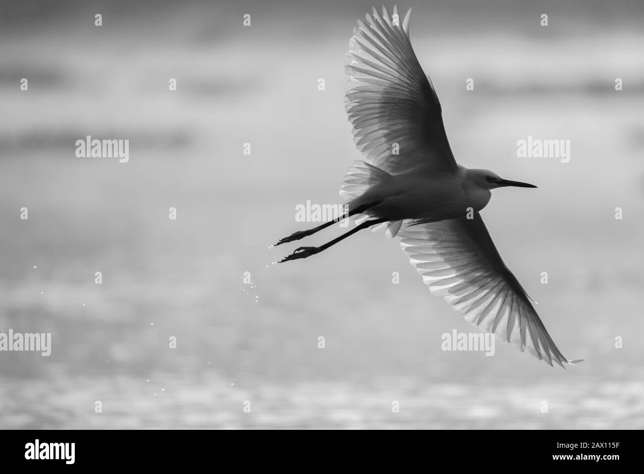 A Silhouette of a bird flying over a lake during beautiful sunrise and ...