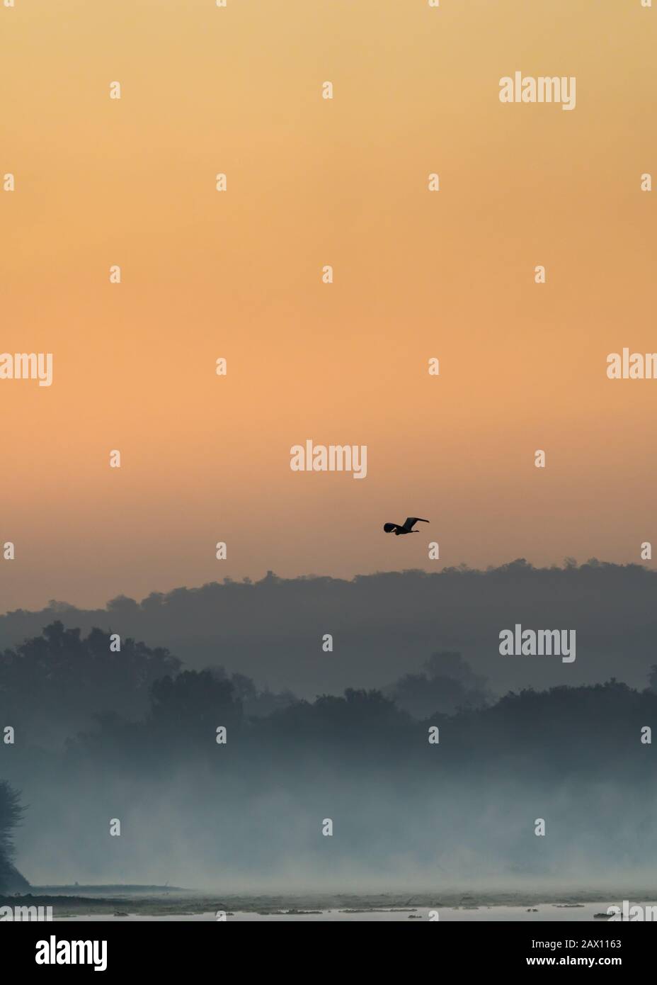 Rising bird hi-res stock photography and images - Alamy