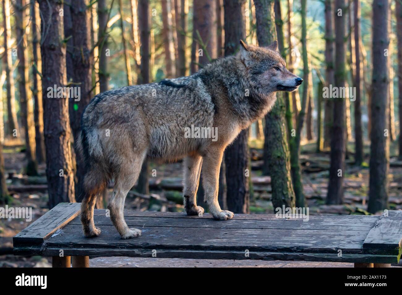 Highland wildlife park wolf hi-res stock photography and images - Alamy