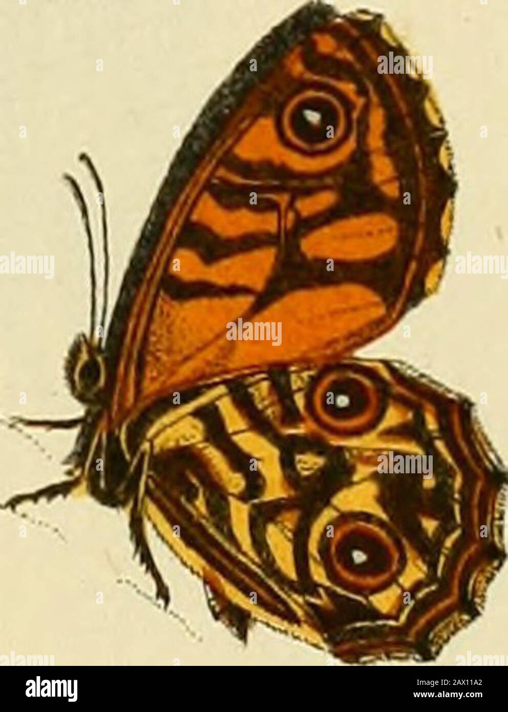 Zuträge zur Sammlung exotischer Schmetterlinge : bestehend in ...