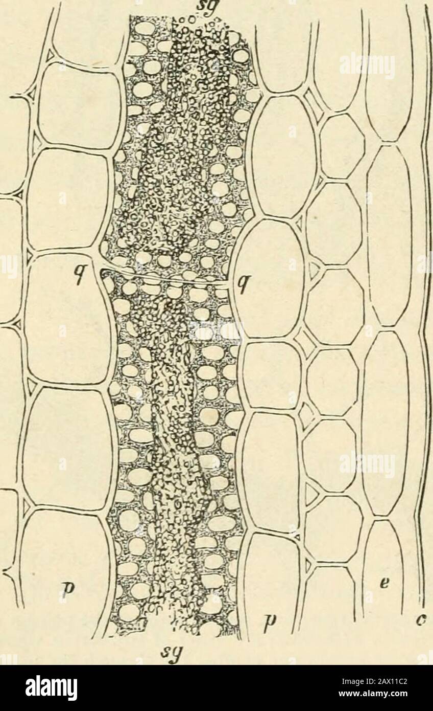 Raphides hi-res stock photography and images - Alamy