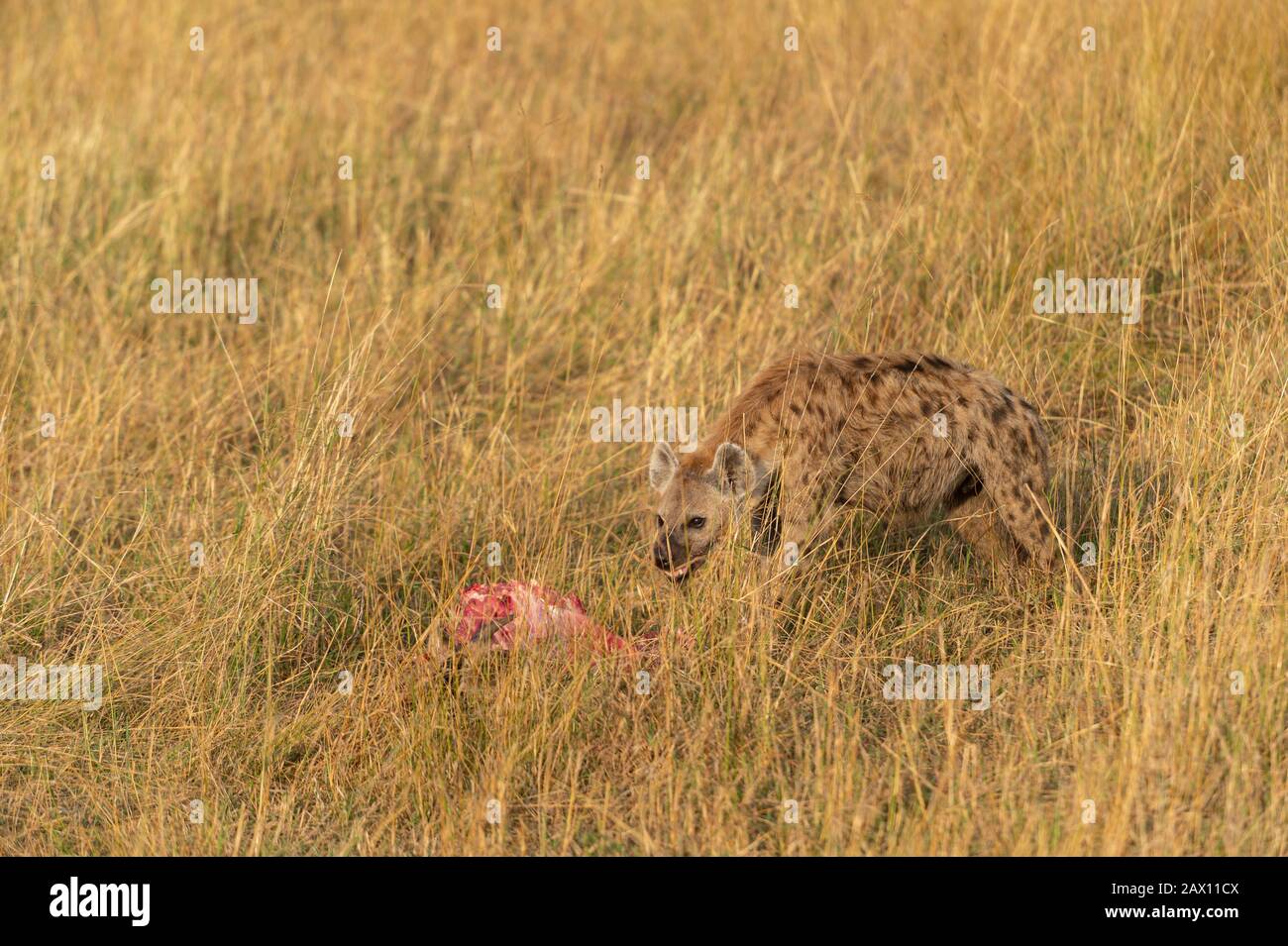 Spotted Hyena near a Fresh Kill seen at Masai Mara, Kenya, Africa Stock ...