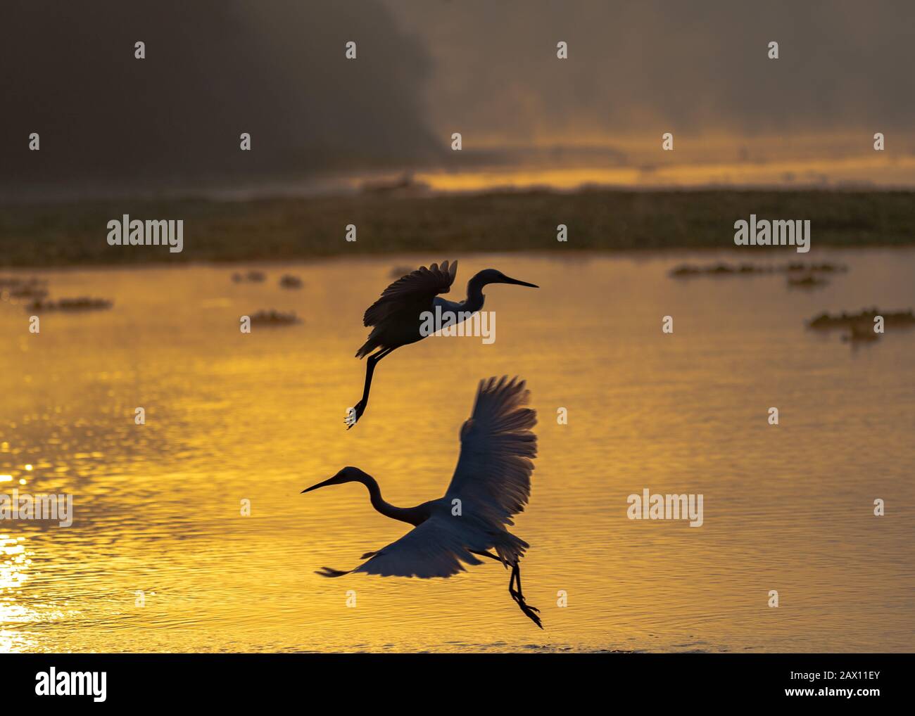 A Silhouette of a two egret birds flying over a lake during beautiful ...