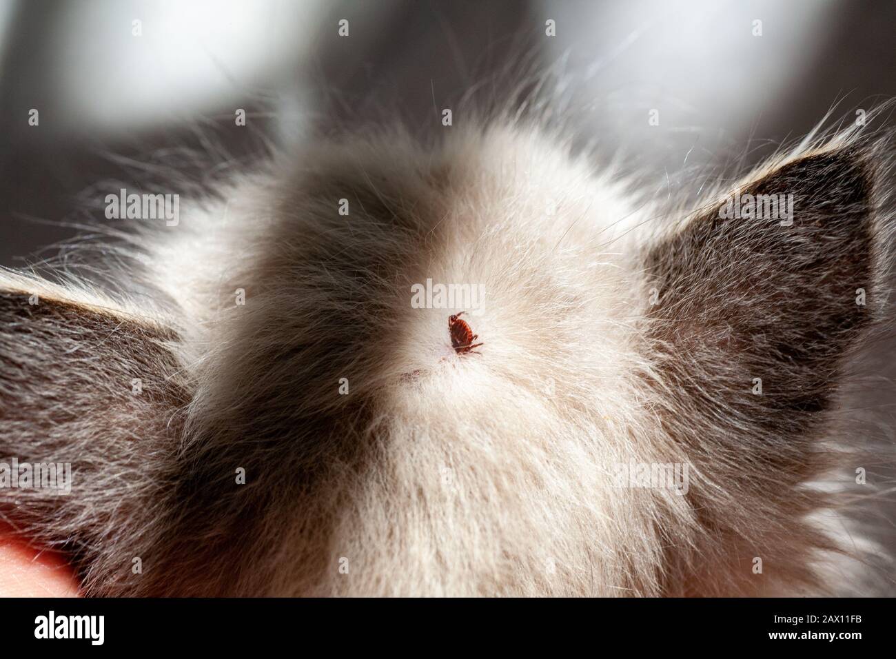 An ixodic infectious tick stuck to the head of a kitten. A tick bit a ...